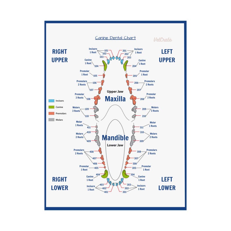 Veterinary Canine Dental Chart Poster - Simplify Your Dental Charting ...