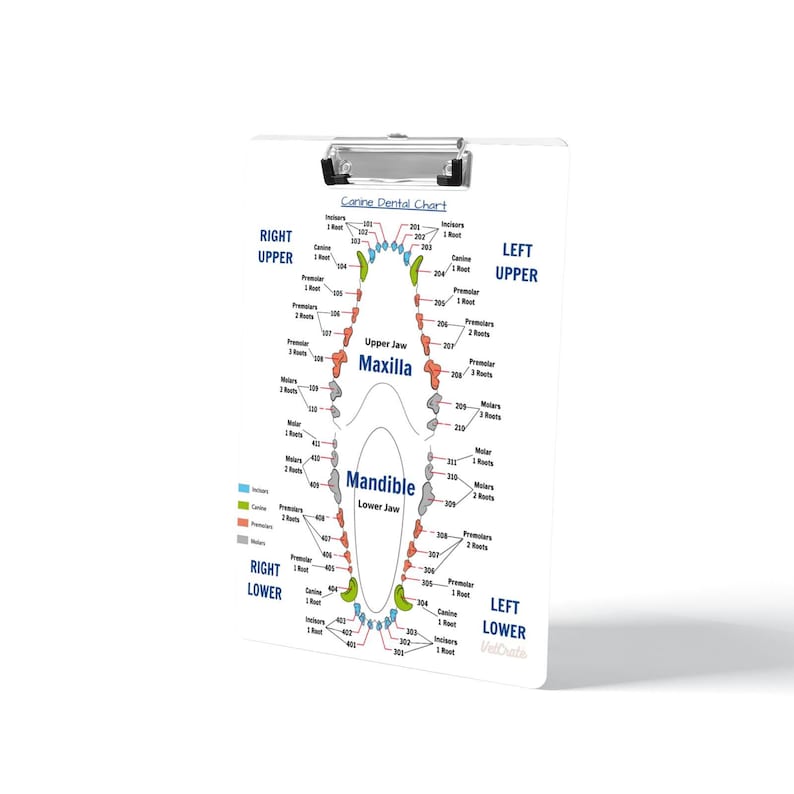 Veterinary Dental Chart Clipboard|includes Canine and Feline Dental ...