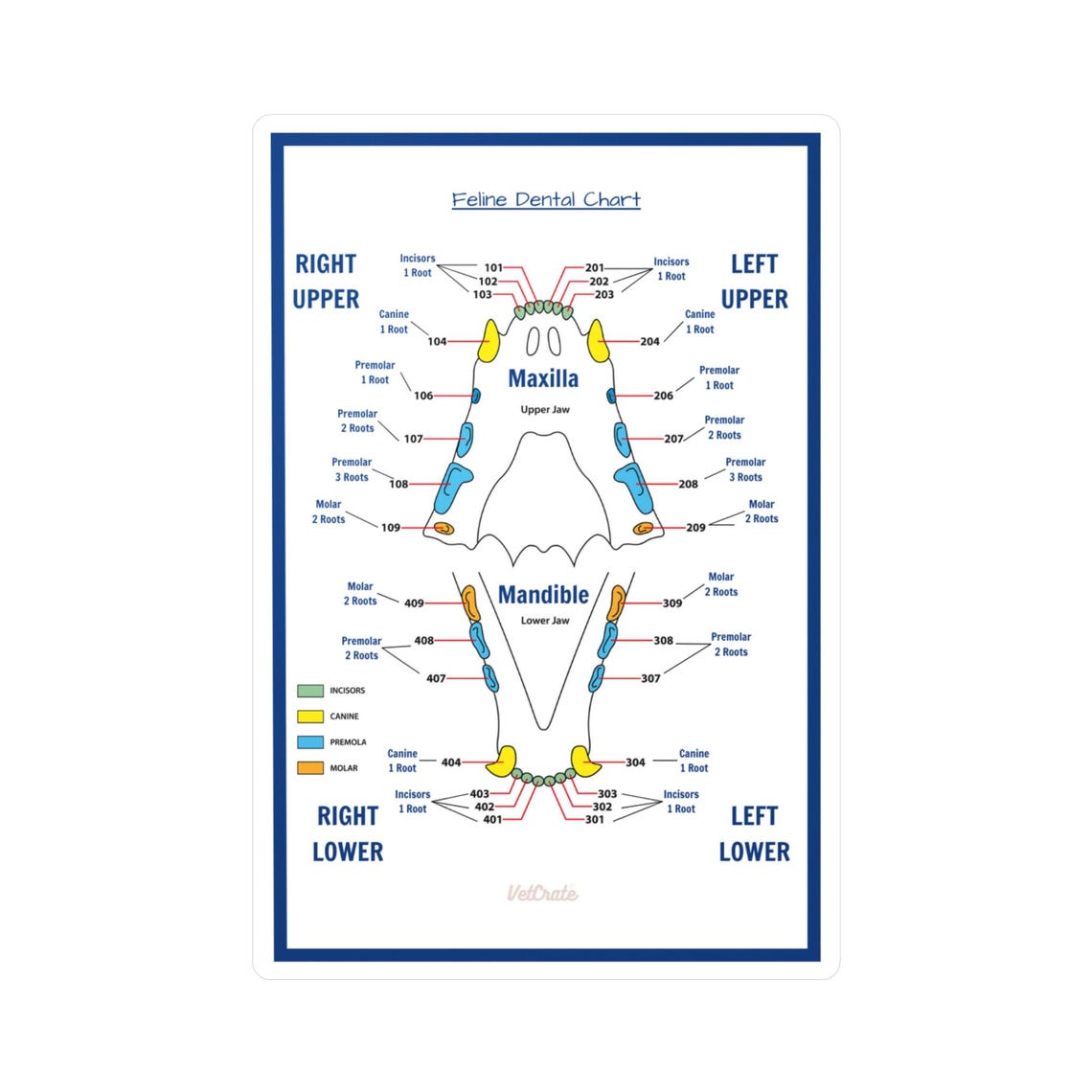 Feline Dental Chart Vinyl Sticker | Veterinary Reference - Etsy