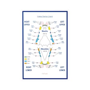 Feline Dental Chart Vinyl Sticker | Veterinary Reference Decal for Cat ...