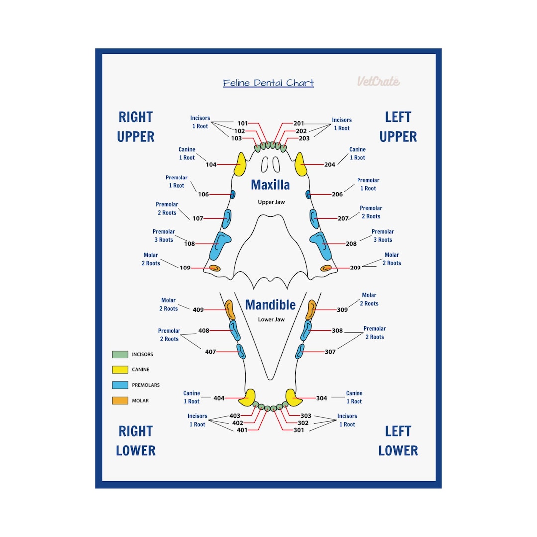Veterinary Feline Dental Chart Poster - Numbered Teeth & Roots - Etsy UK