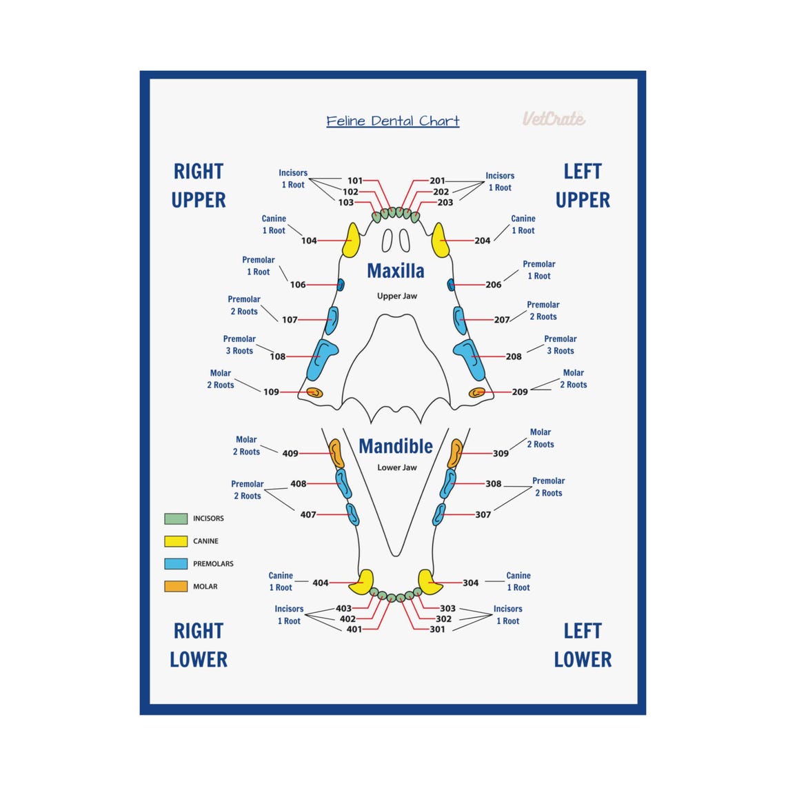 Veterinary Feline Dental Chart Poster - Numbered Teeth & Roots - Etsy