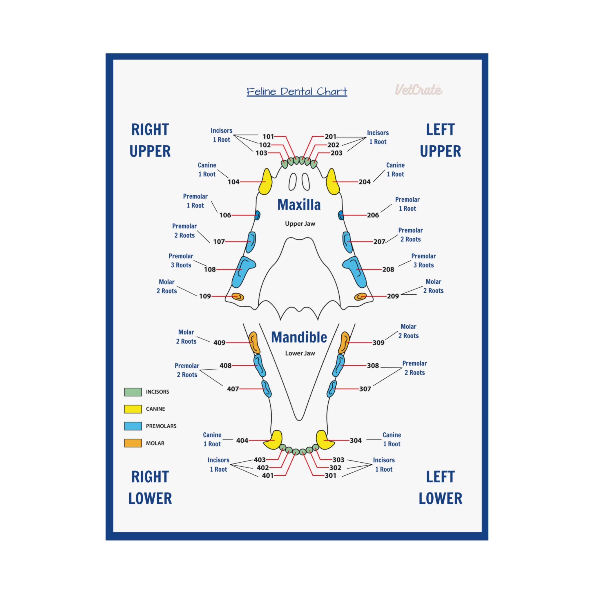 Veterinary Feline Dental Chart Poster - Numbered Teeth & Roots - Etsy UK