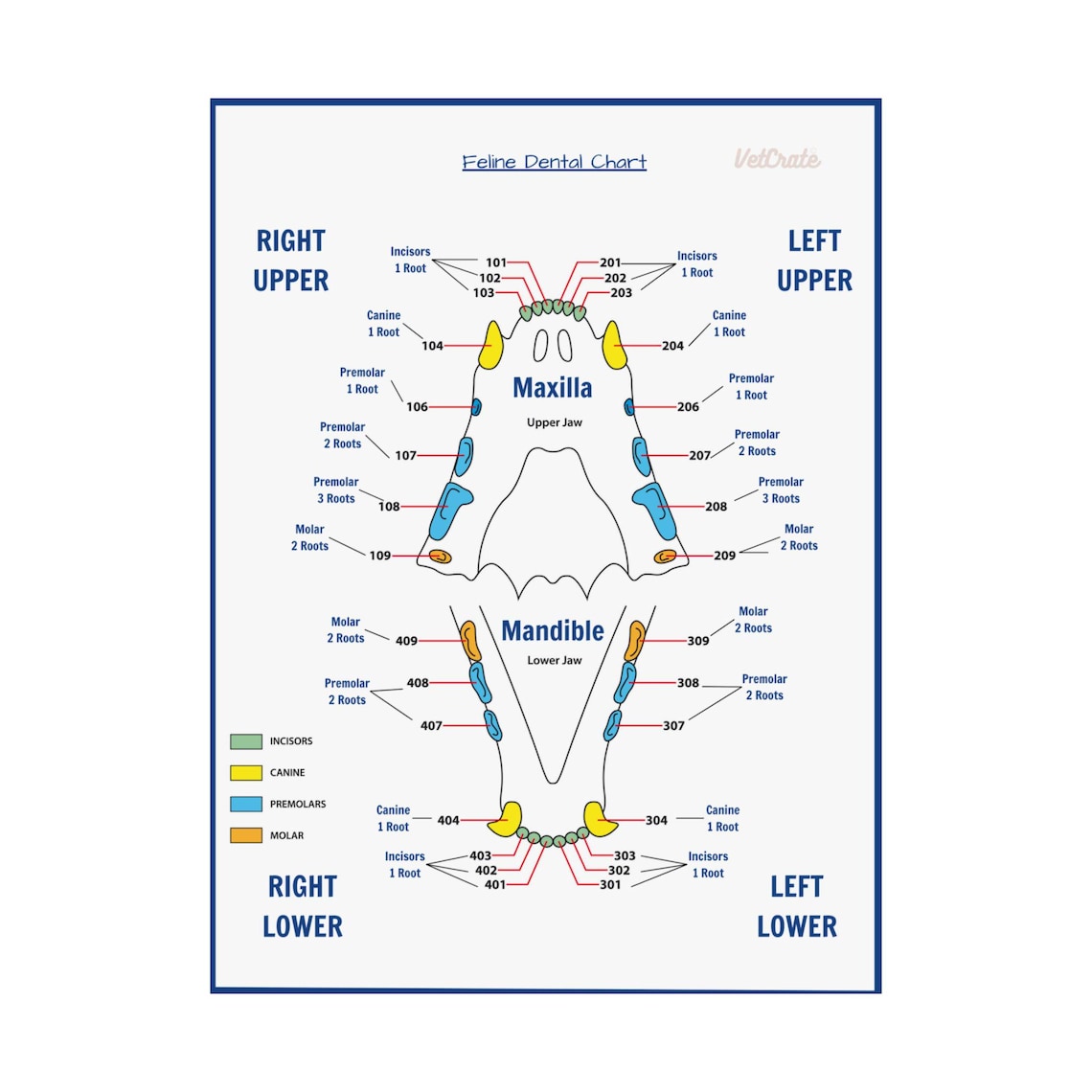 Veterinary Feline Dental Chart Poster - Simplify Your Dental Charting ...