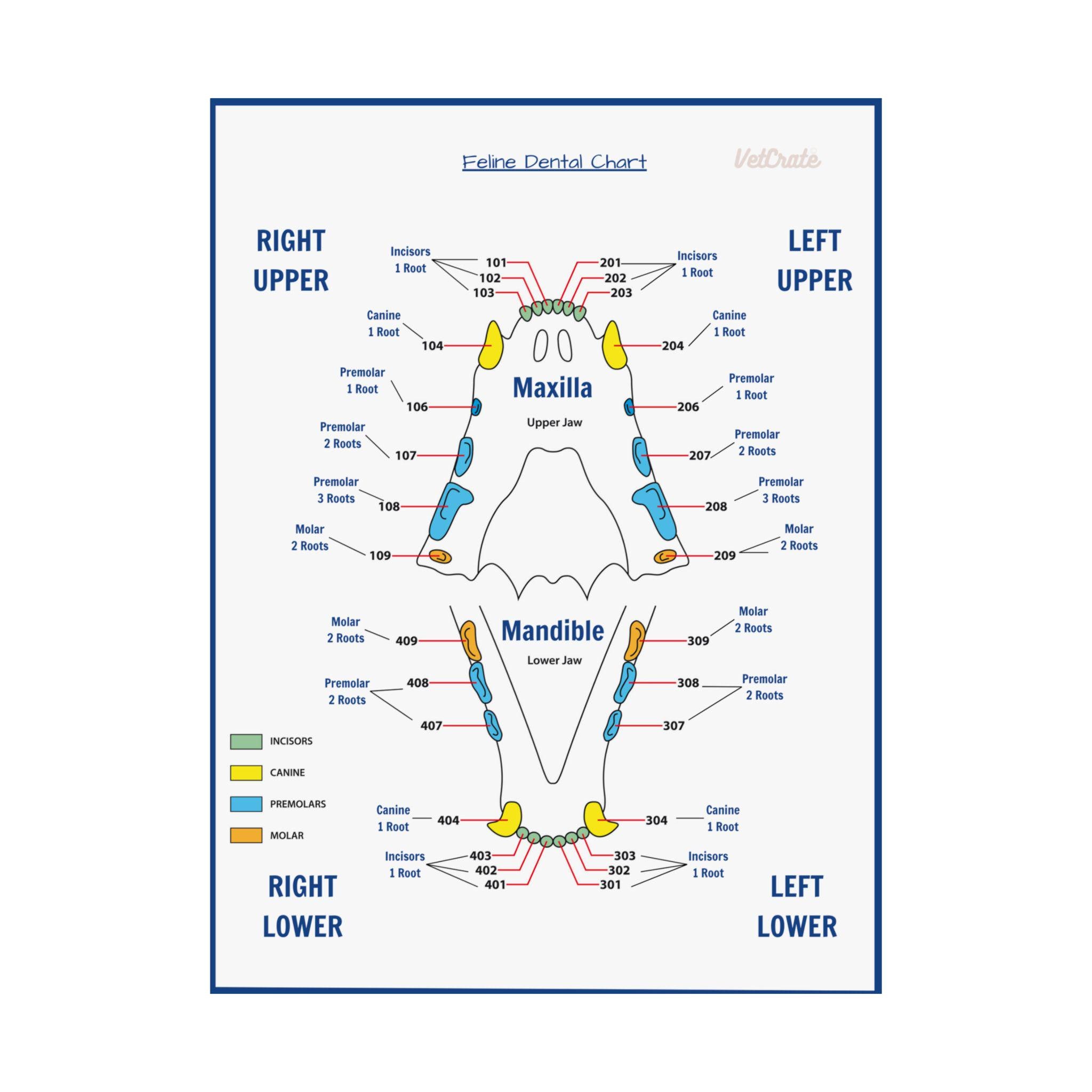 Veterinary Feline Dental Chart Poster - Numbered Teeth & Roots - Etsy UK