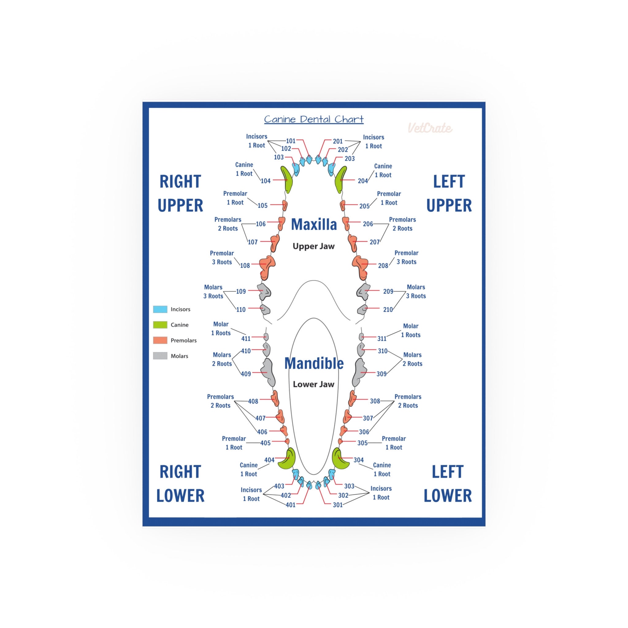 Veterinary Canine Dental Chart Poster Simplify Your Dental Charting ...