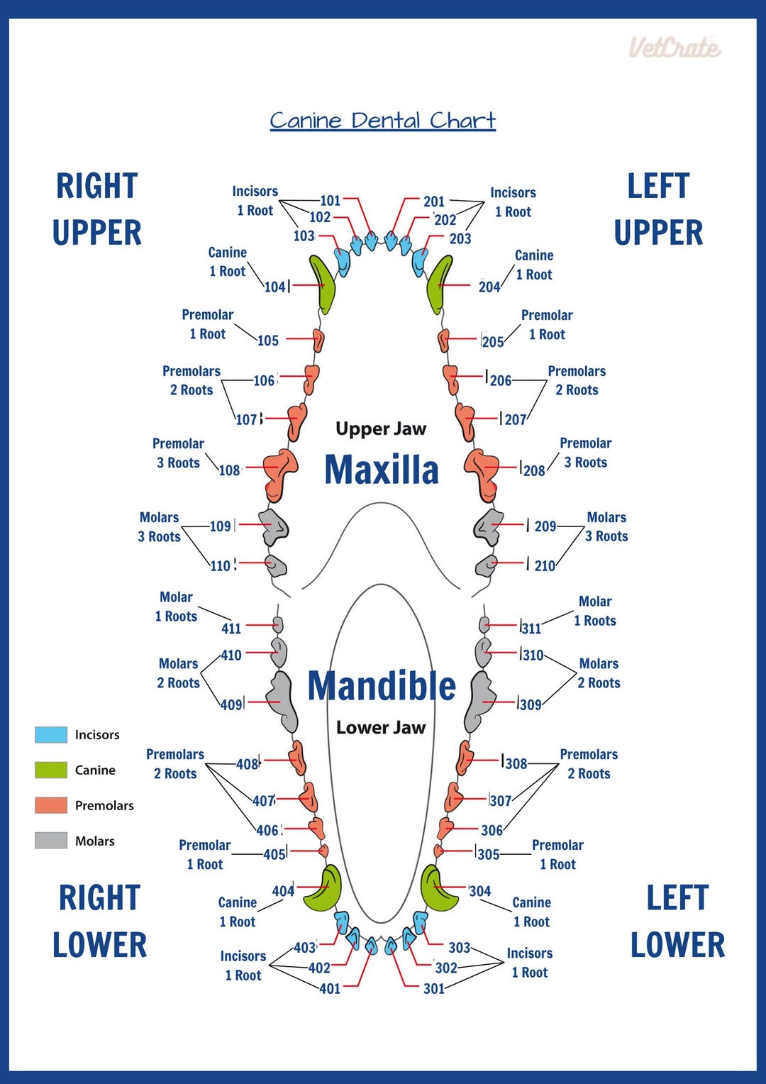 Digital Veterinary Canine and Feline Dental Charts With Root Numbers ...