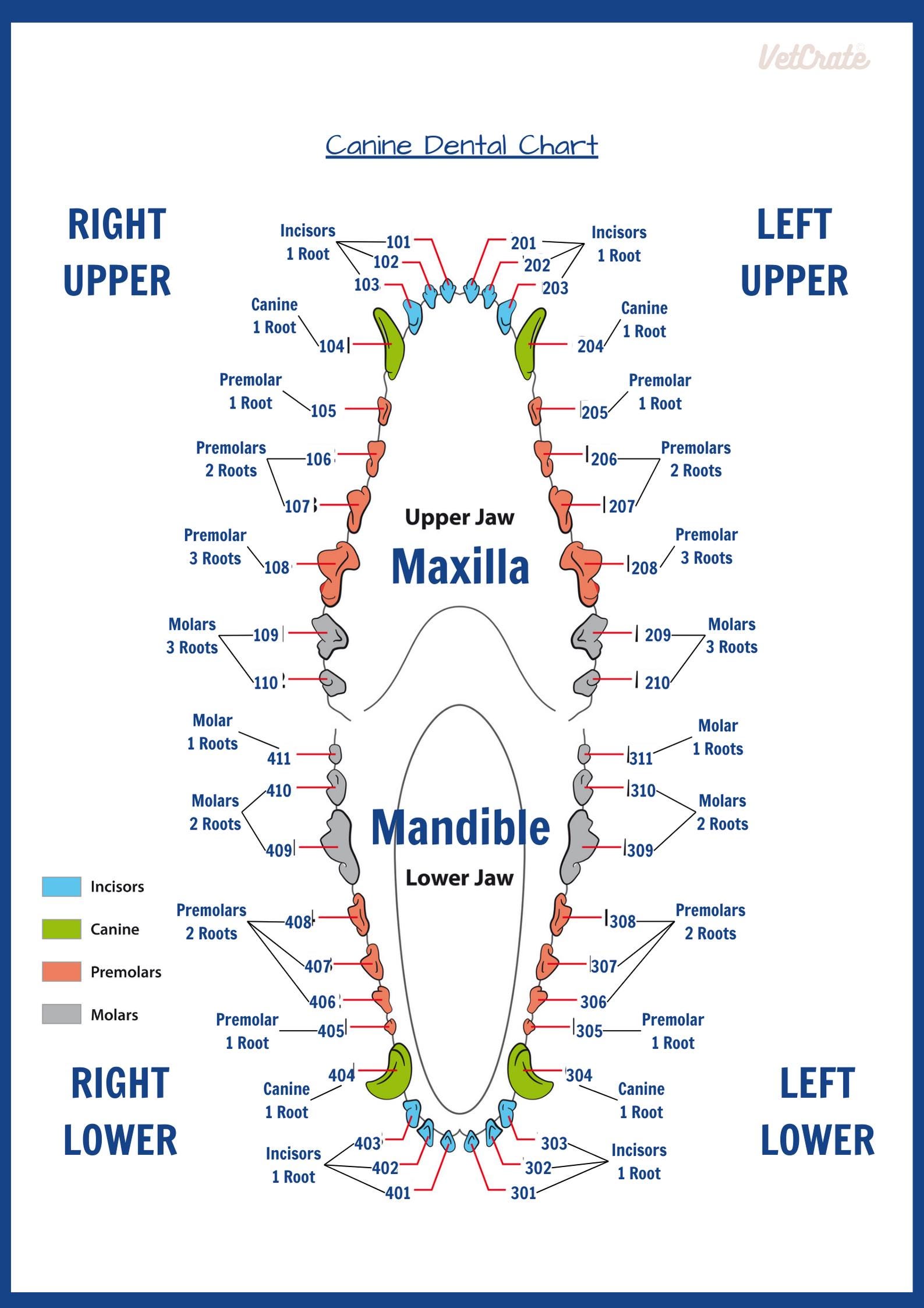 Digital Veterinary Canine and Feline Dental Charts With Root Numbers ...