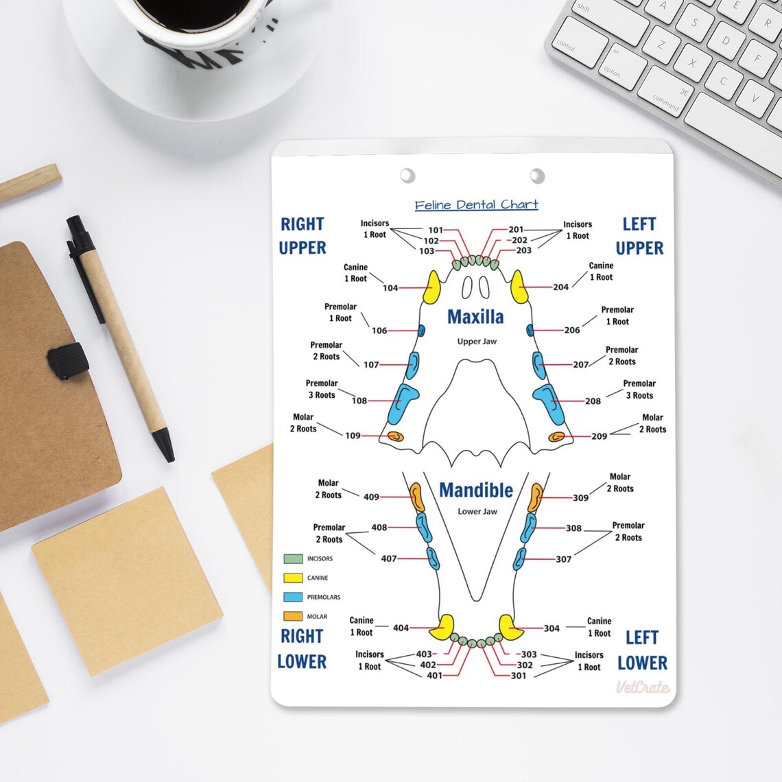 Veterinary Dental Chart Clipboard | Canine & Feline Teeth Anatomy - Etsy