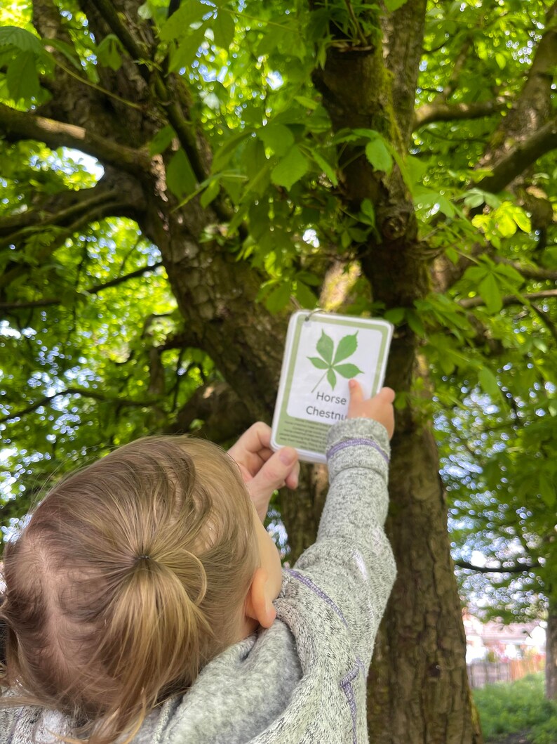 Downloadable British Tree Identification Cards - Etsy