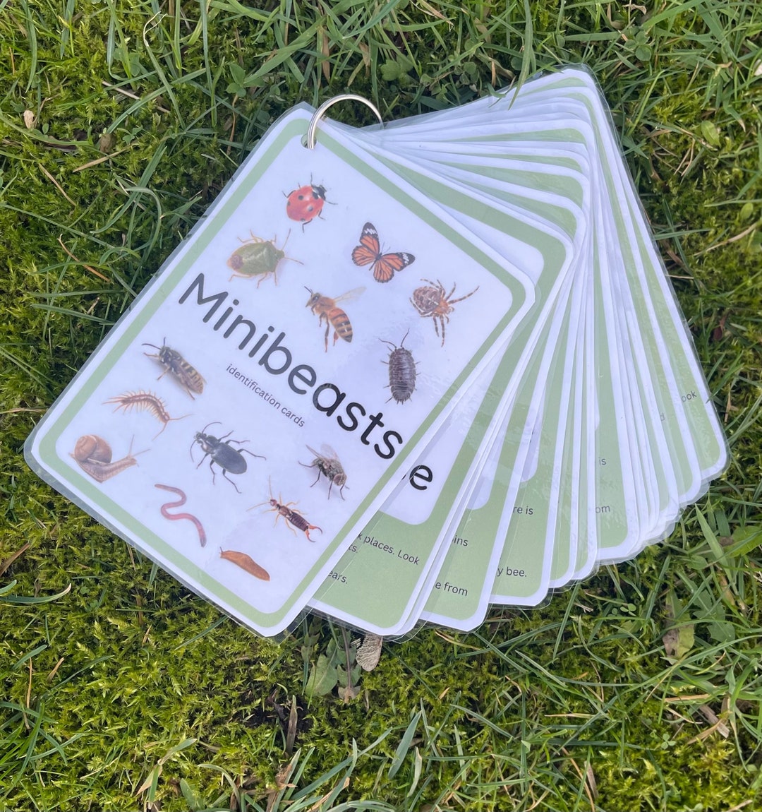 Downloadable Mini-beast Identification Cards - Etsy