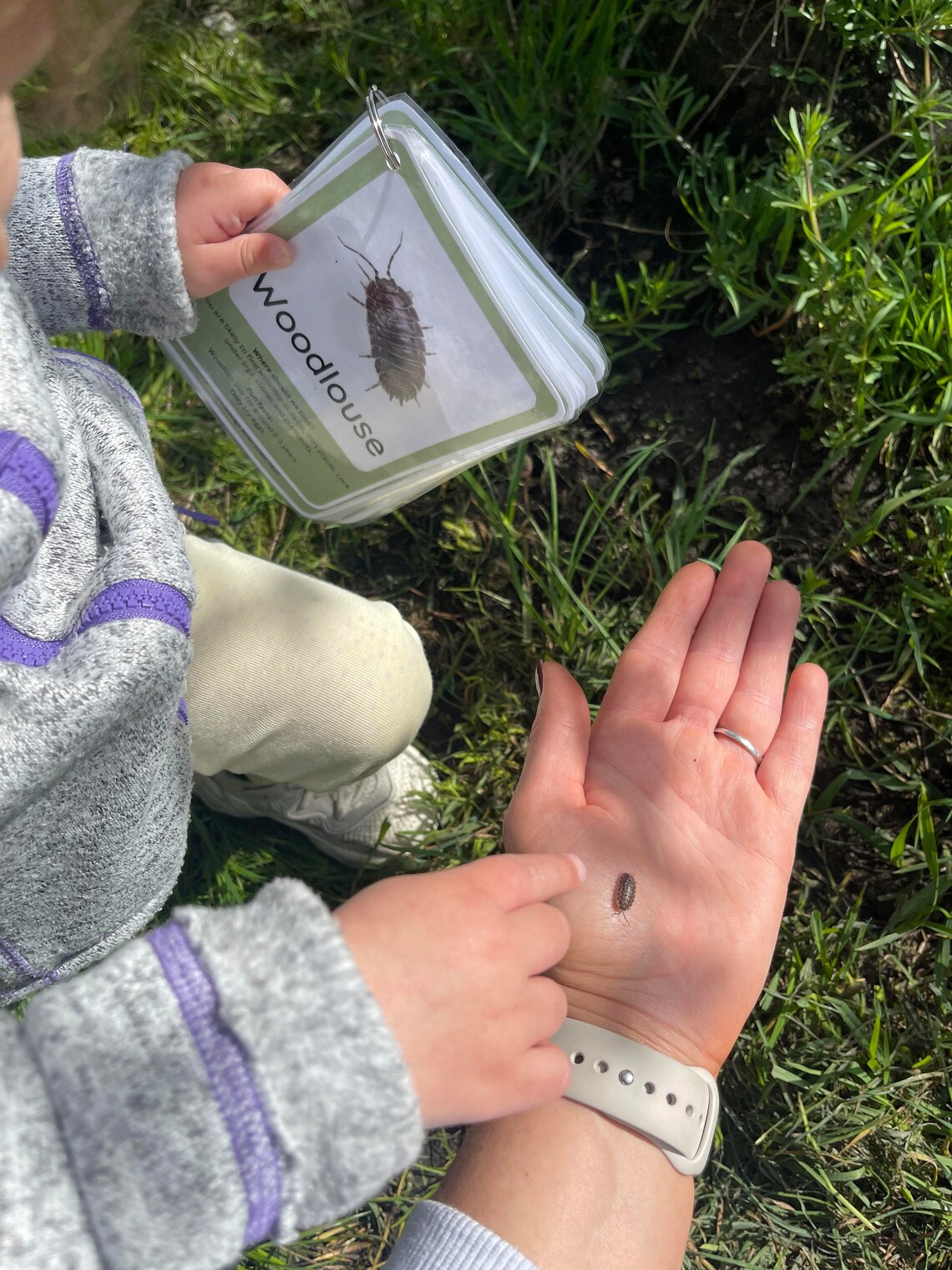 Downloadable Mini-beast Identification Cards - Etsy