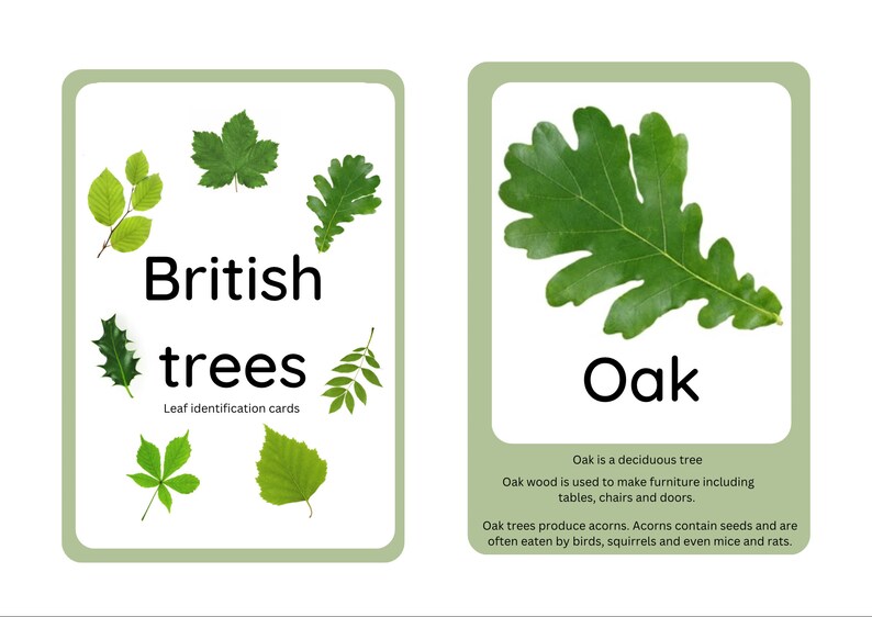Downloadable British Tree Identification Cards - Etsy