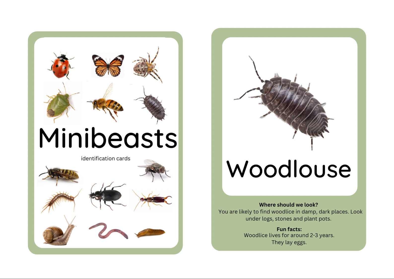 Downloadable Mini-beast Identification Cards - Etsy