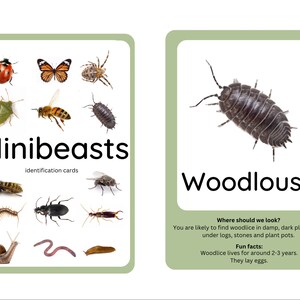 Downloadable Mini-beast Identification Cards - Etsy
