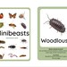 Downloadable Mini-beast Identification Cards - Etsy