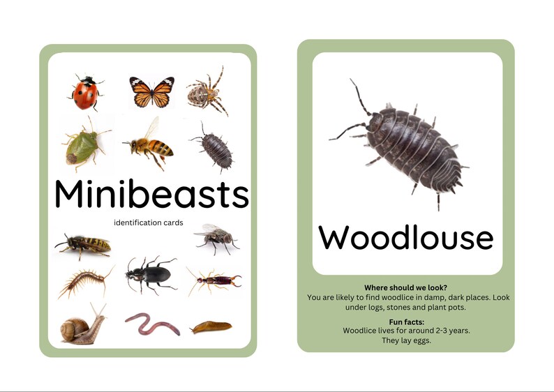 Downloadable Mini-beast Identification Cards - Etsy