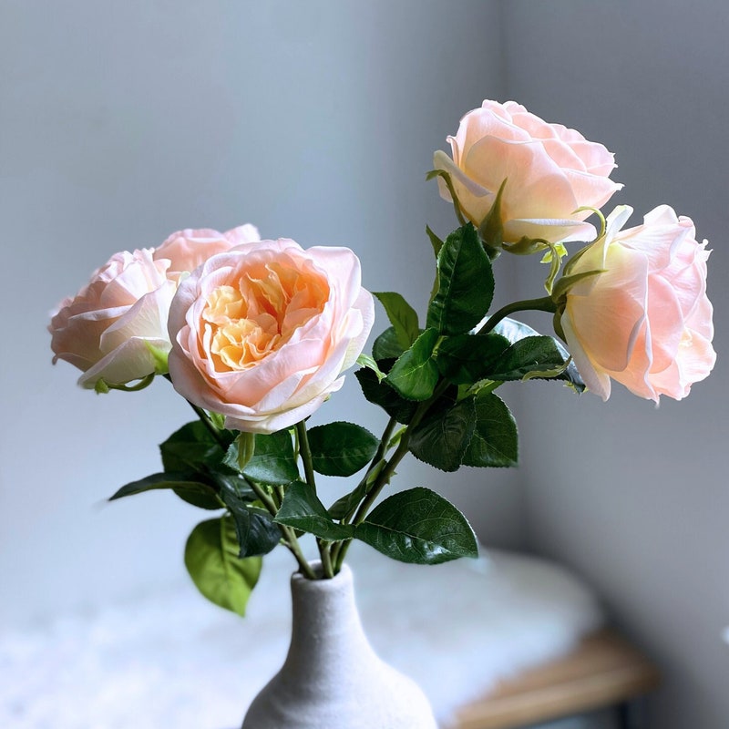 David Austin Roses - Etsy