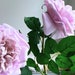 Real Touch Light Purple Cabbage Rose - David Austin Rose / High Quality ...