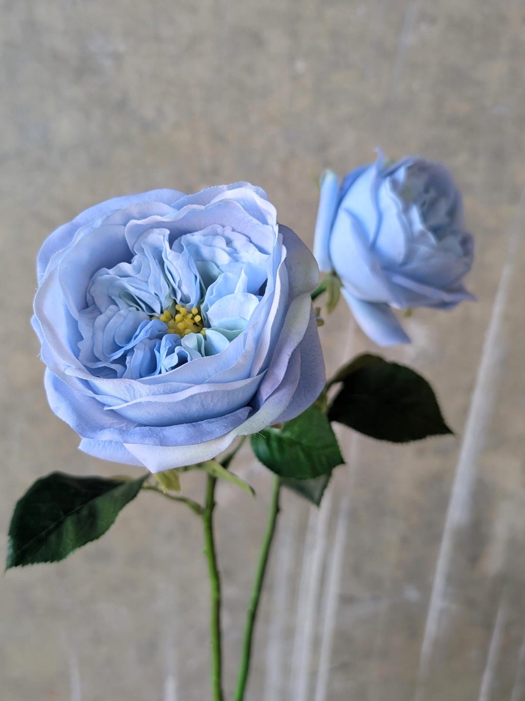 Real Touch Light Blue English Rose - David Austin / Cabbage Rose ...