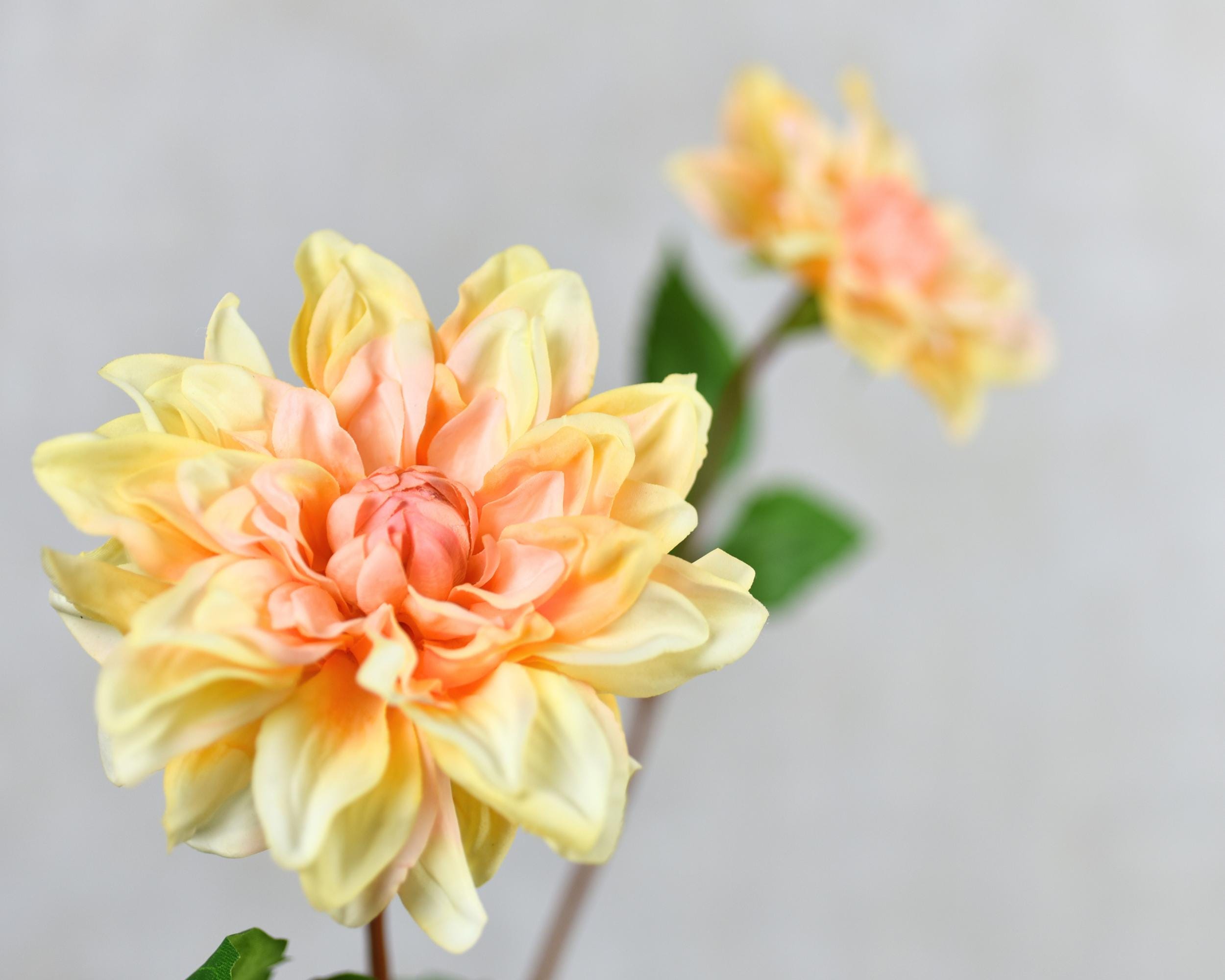 Real Touch Light Yellow Dahlia Flower Stem - High Quality Faux Floral ...