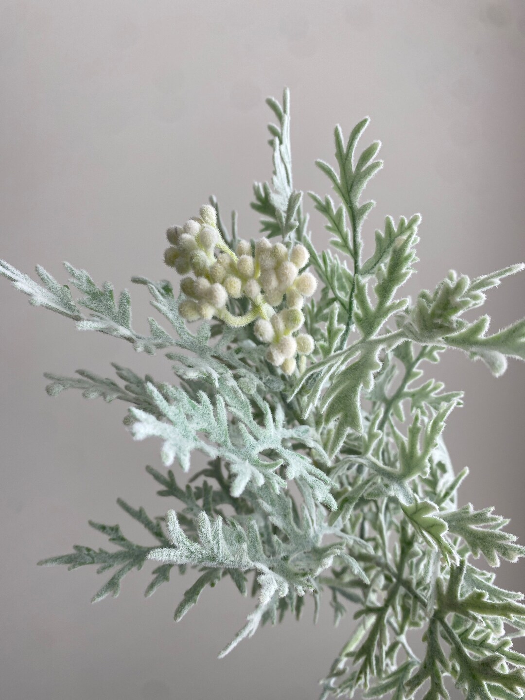Artificial Dusty Miller Stem - High Quality Greeneries / DIY Floral ...