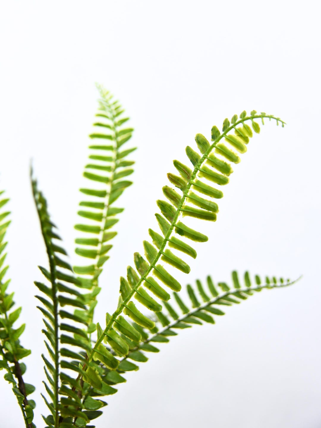 Real Touch Flat Fern Spray - Greenery / Foliage / Plant /wedding ...