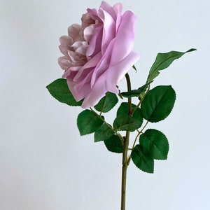 Real Touch Light Purple Cabbage Rose - David Austin Rose / High Quality ...