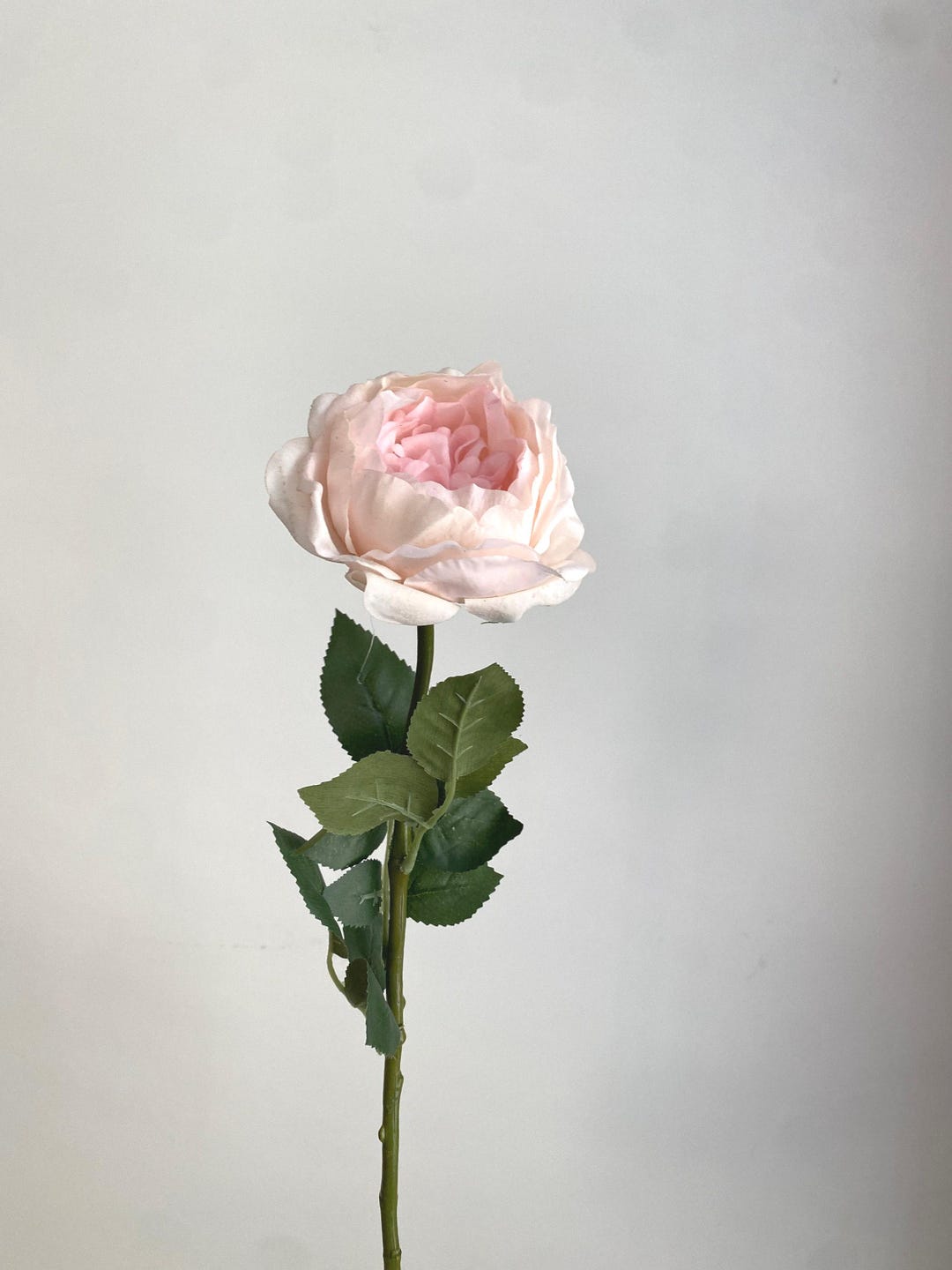 Real Touch Blush English Cabbage Rose Stem / David Austin Rose / High ...