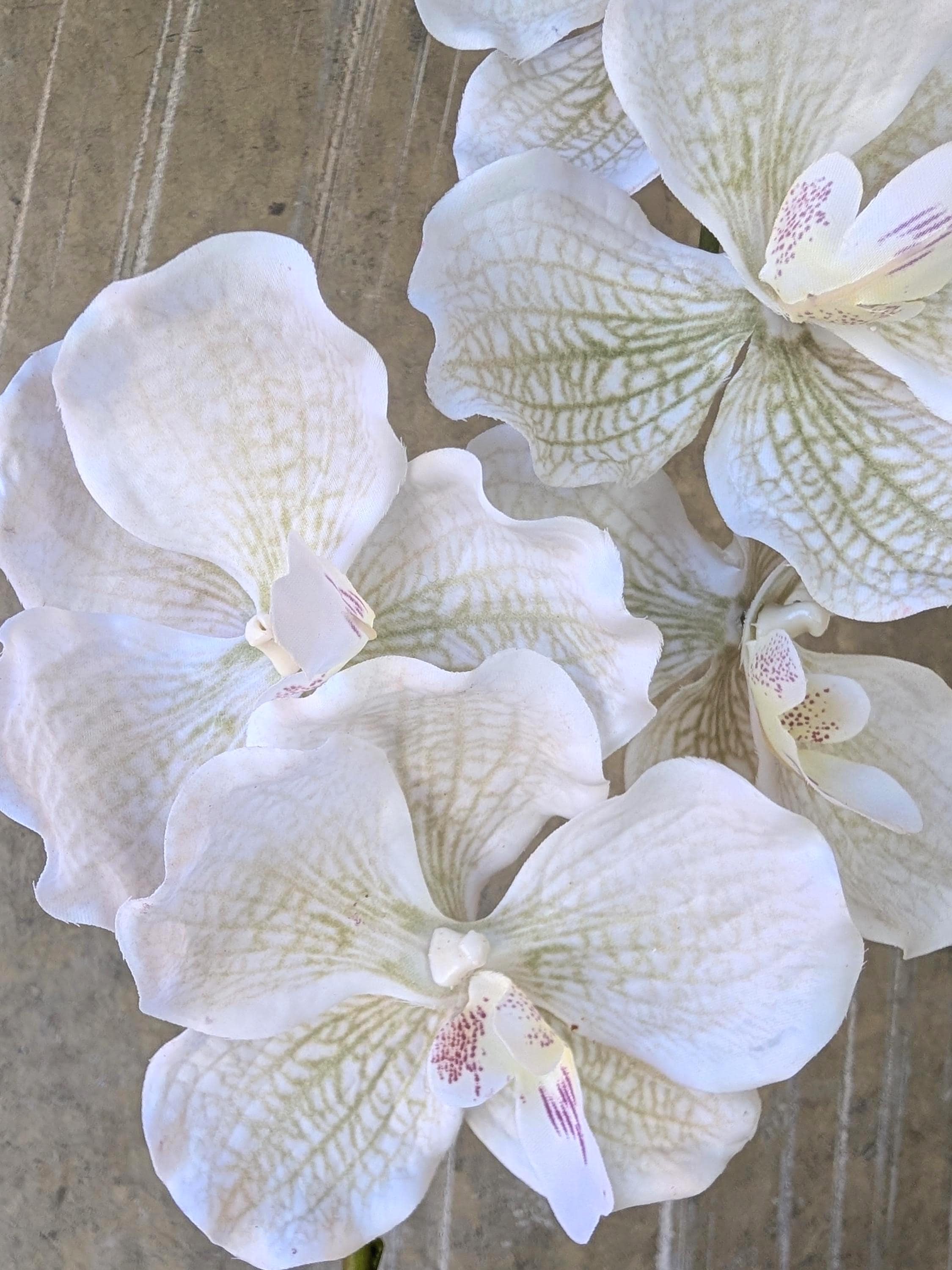 Real Touch 7 Heads Cream White Phalaenopsis Orchid - High Quality ...