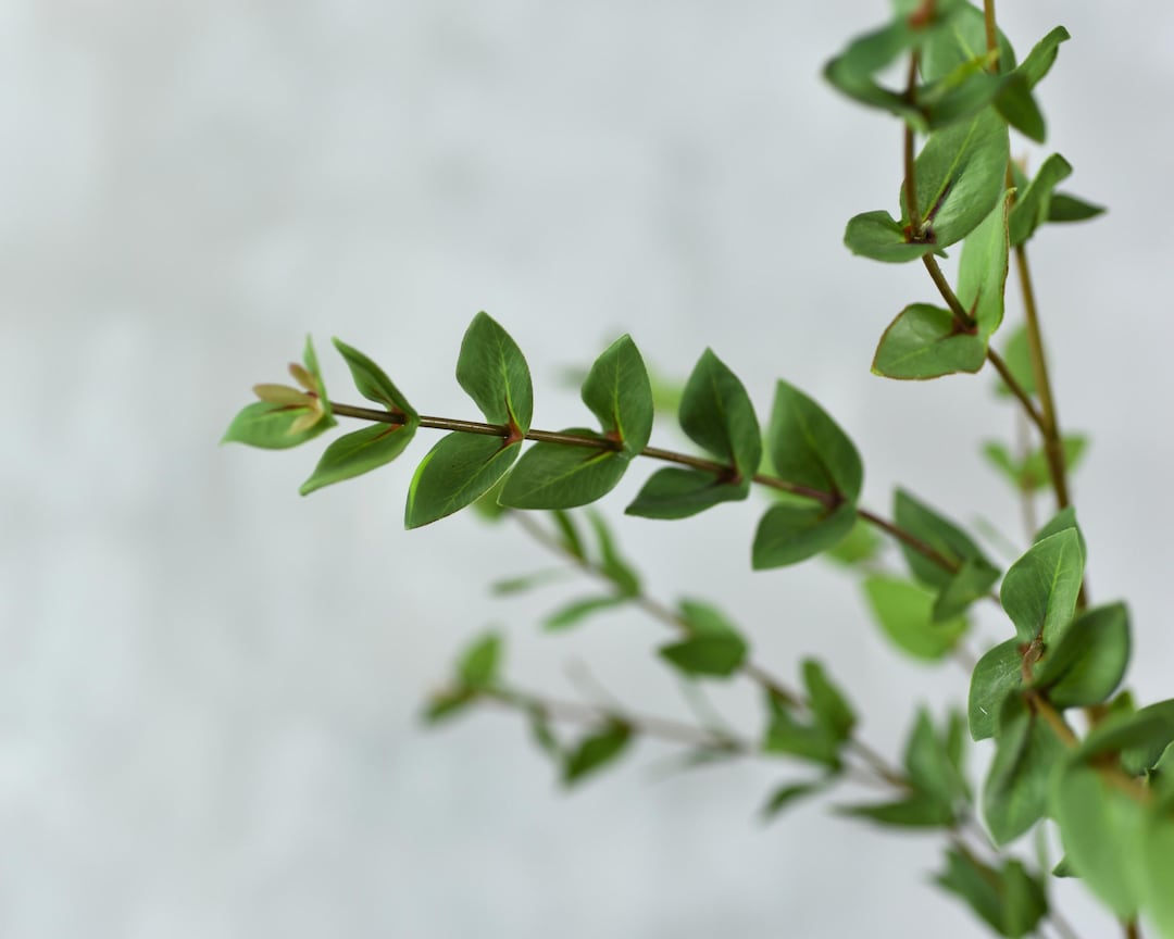 Real Touch Gunni Eucalyptus Stem - High Quality Artificial Greenery ...