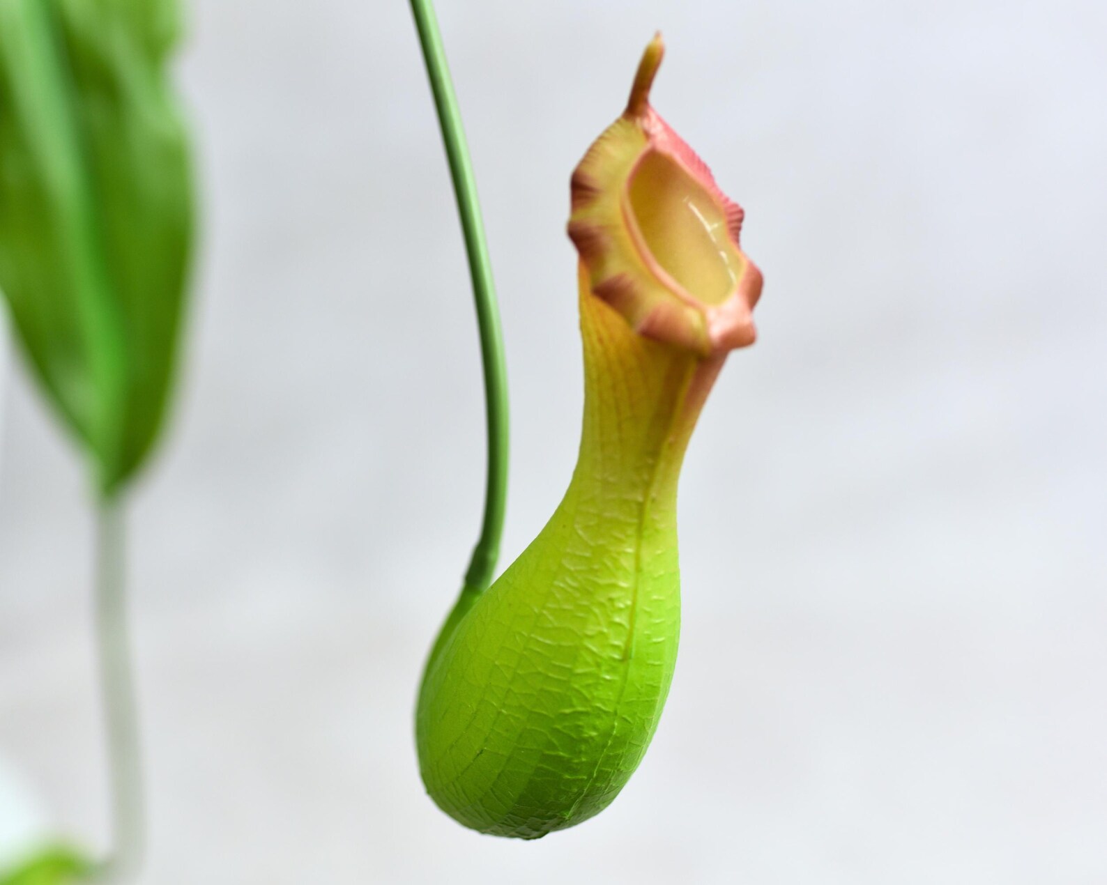 Artificial Green Nepenthes Pitcher Plant - Realistic Faux Plant for ...