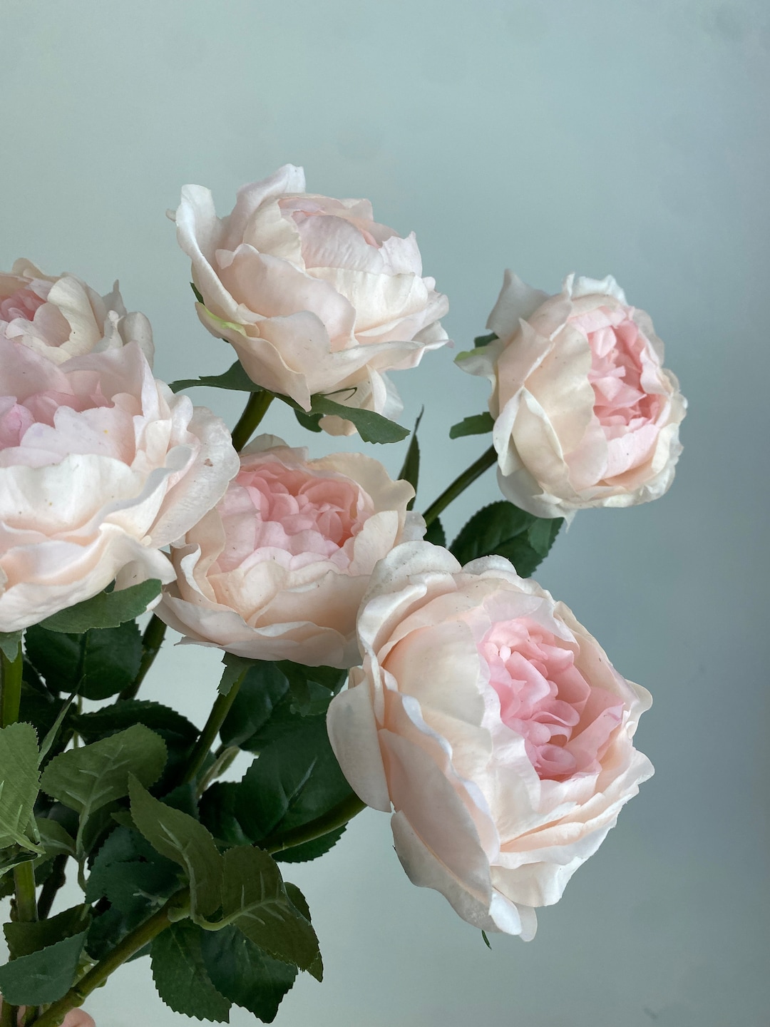 Real Touch Blush English Cabbage Rose Stem / David Austin Rose / High ...