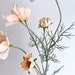 Faux Silk Cosmos Stem High Quality Artificial Flower / DIY / Floral ...