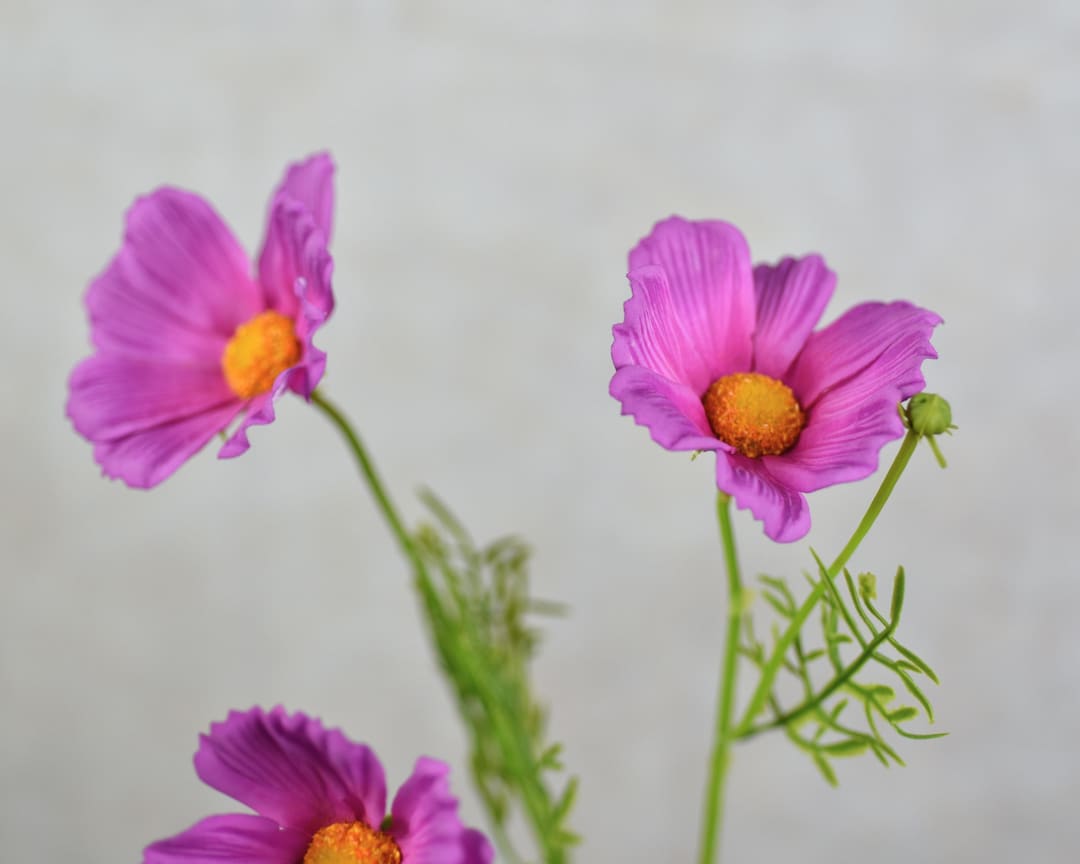 Real Touch Magenta Cosmos Wildflower Stem - High Quality Artificial ...