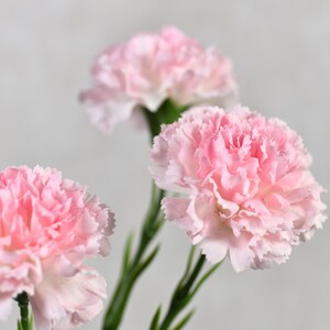 Set of 3 - Real Touch Pink Carnation Stem / Artificial Floral / Wedding ...