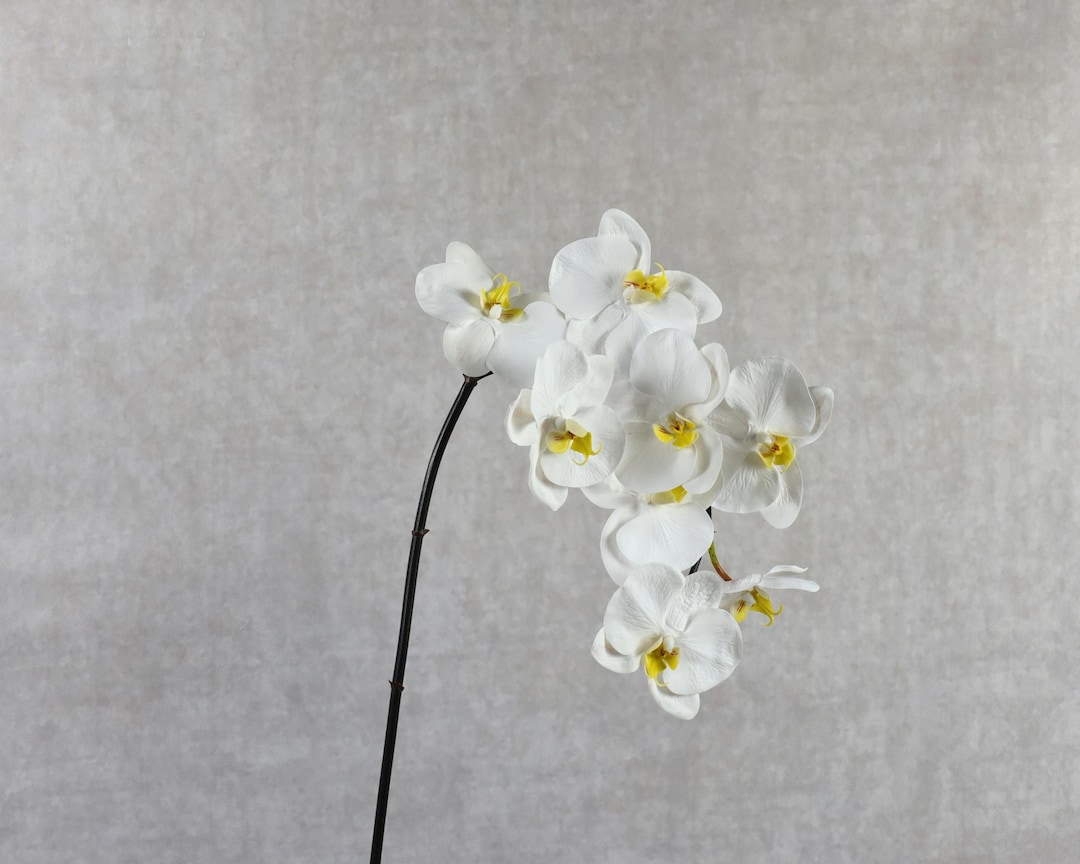 Real Touch 8 Heads White Phalaenopsis Orchid - High Quality Artificial ...
