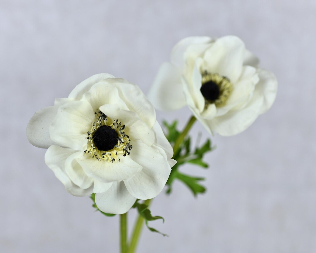 Real Touch Cream White Anemone Stem - High Quality Artificial Flower ...
