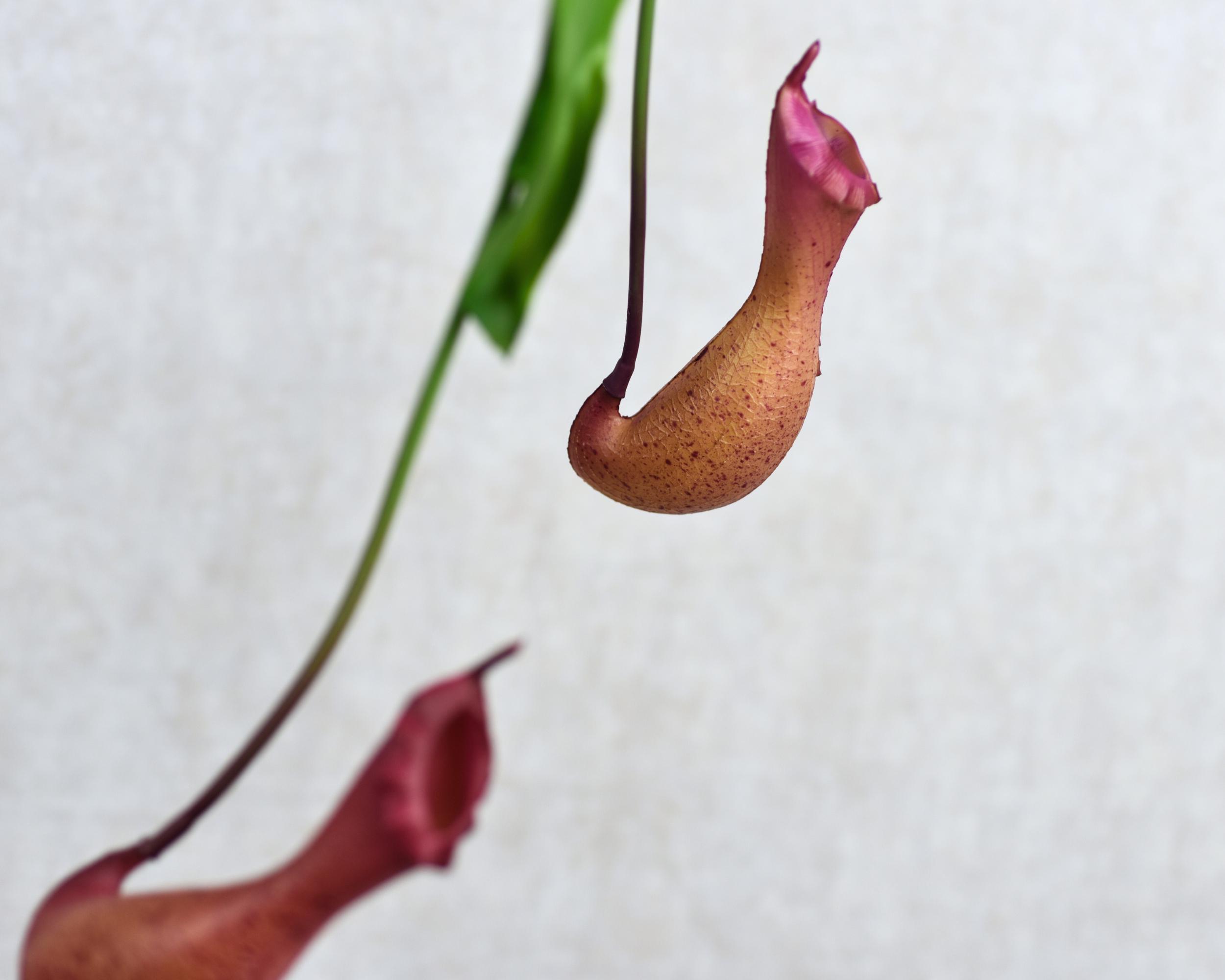 Artificial Purple Nepenthes Pitcher Plant - Realistic Faux Plant for ...