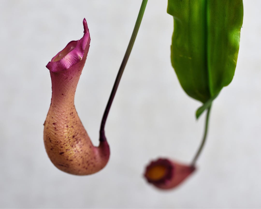 Artificial Purple Nepenthes Pitcher Plant - Realistic Faux Plant for ...