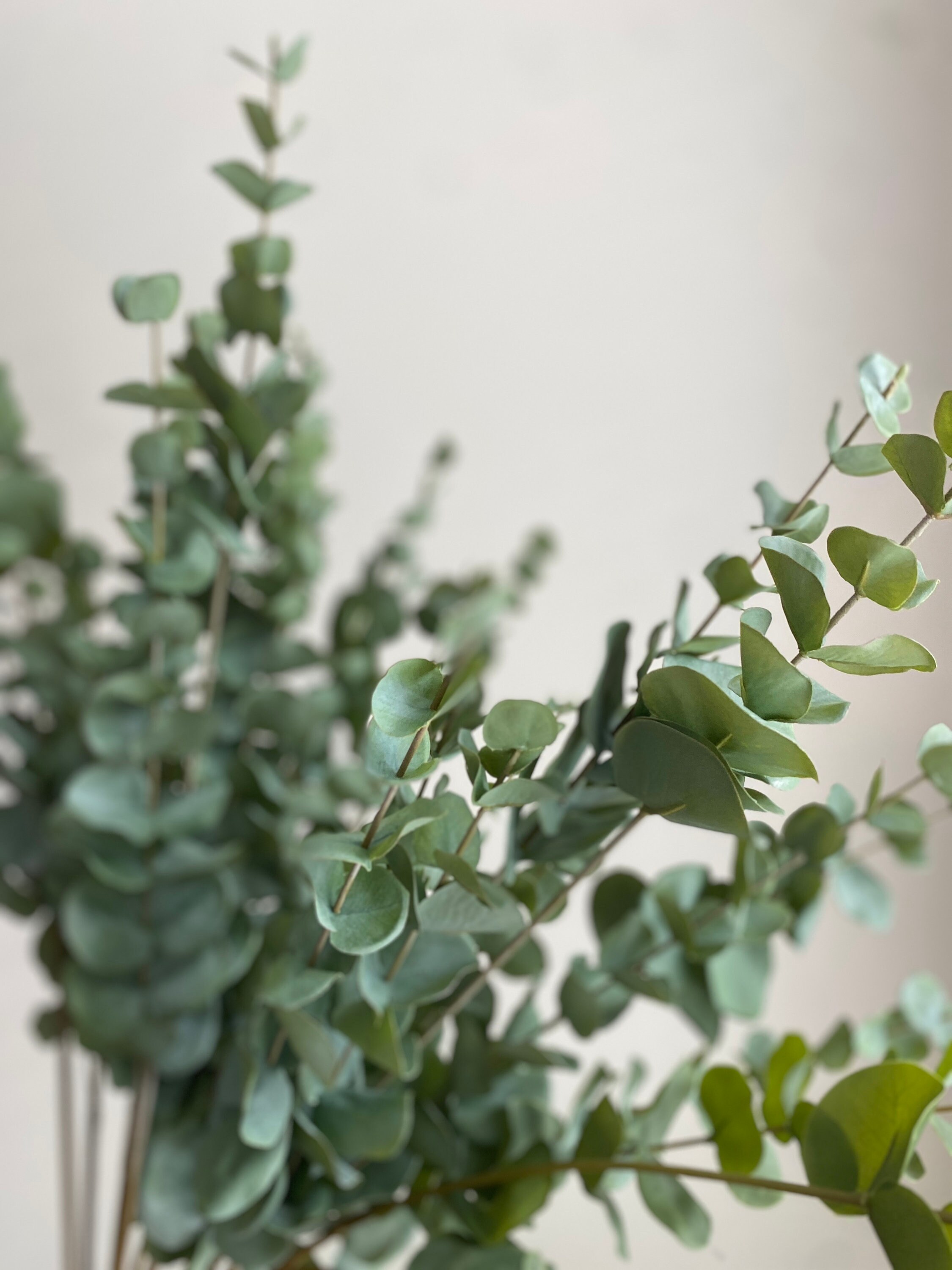 Real Touch Eucalyptus Stem High Quality Artificial Greenery - Etsy