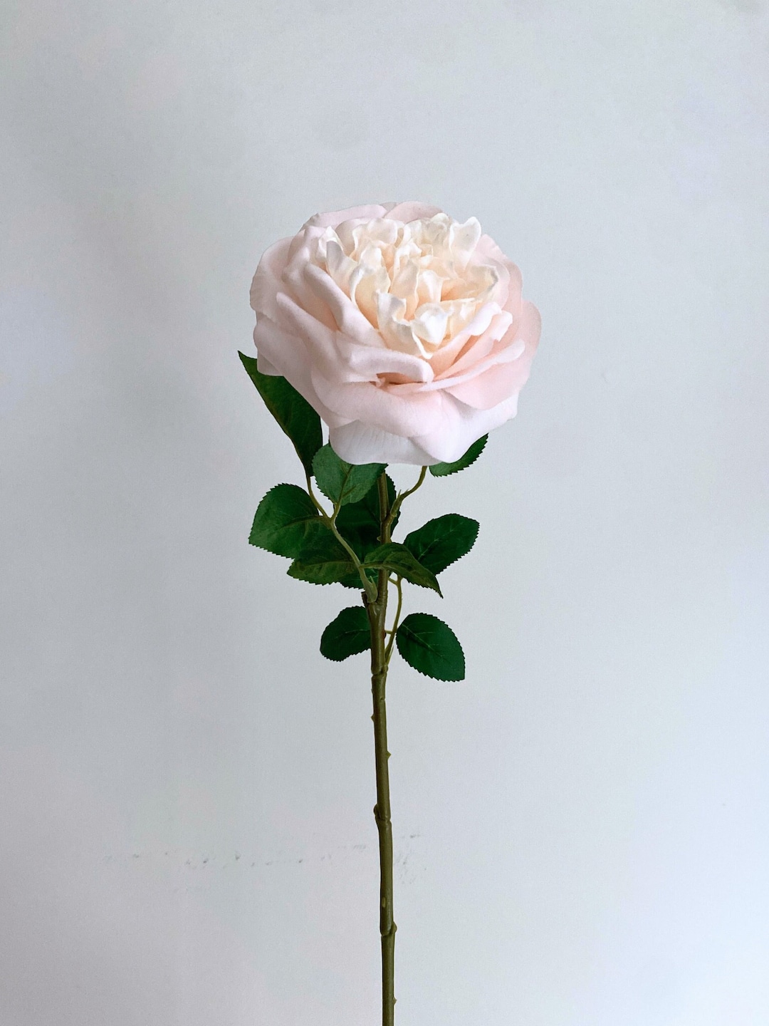 Real Touch Light Pink Cabbage Rose - David Austin Rose / High Quality ...