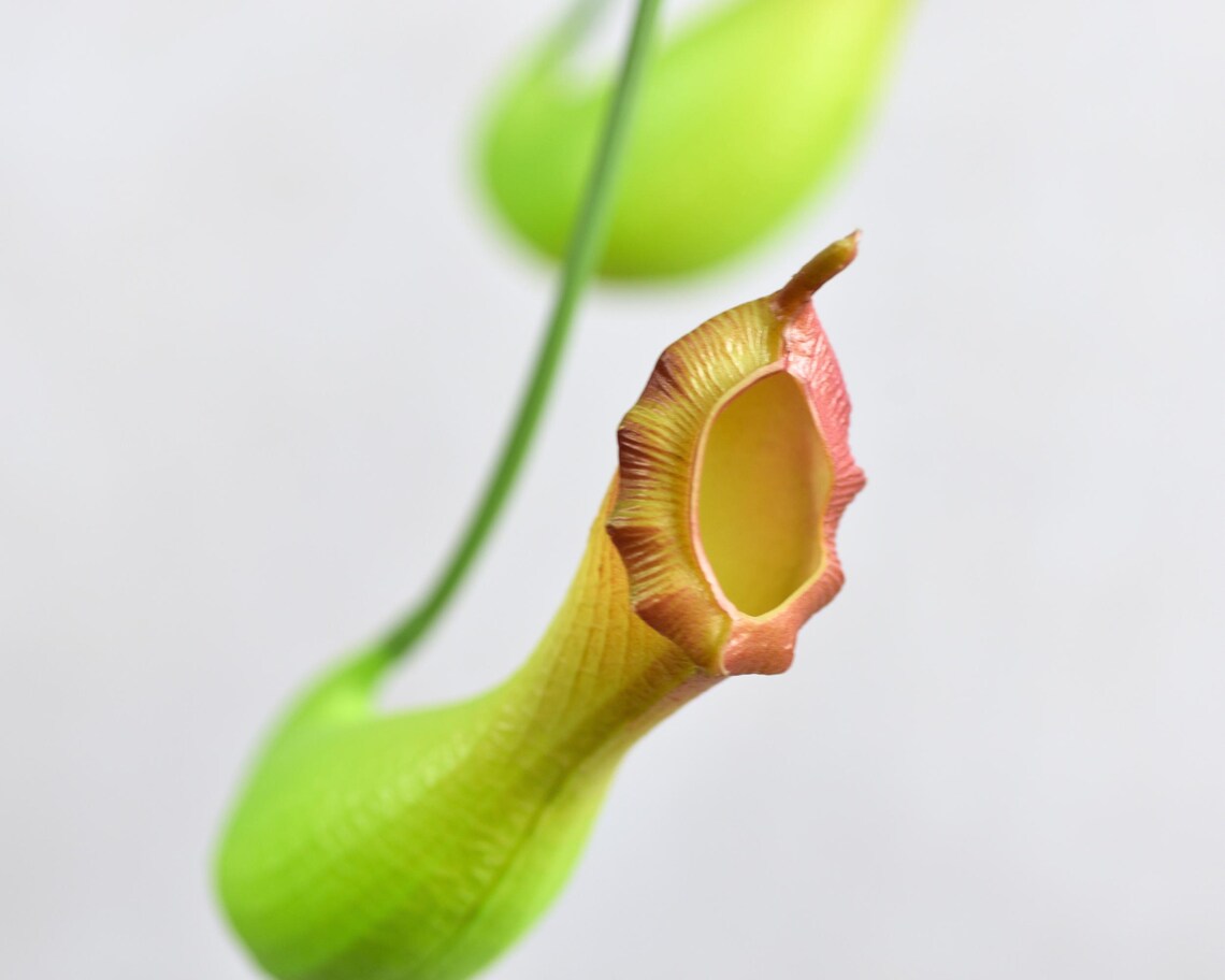 Artificial Green Nepenthes Pitcher Plant - Realistic Faux Plant for ...