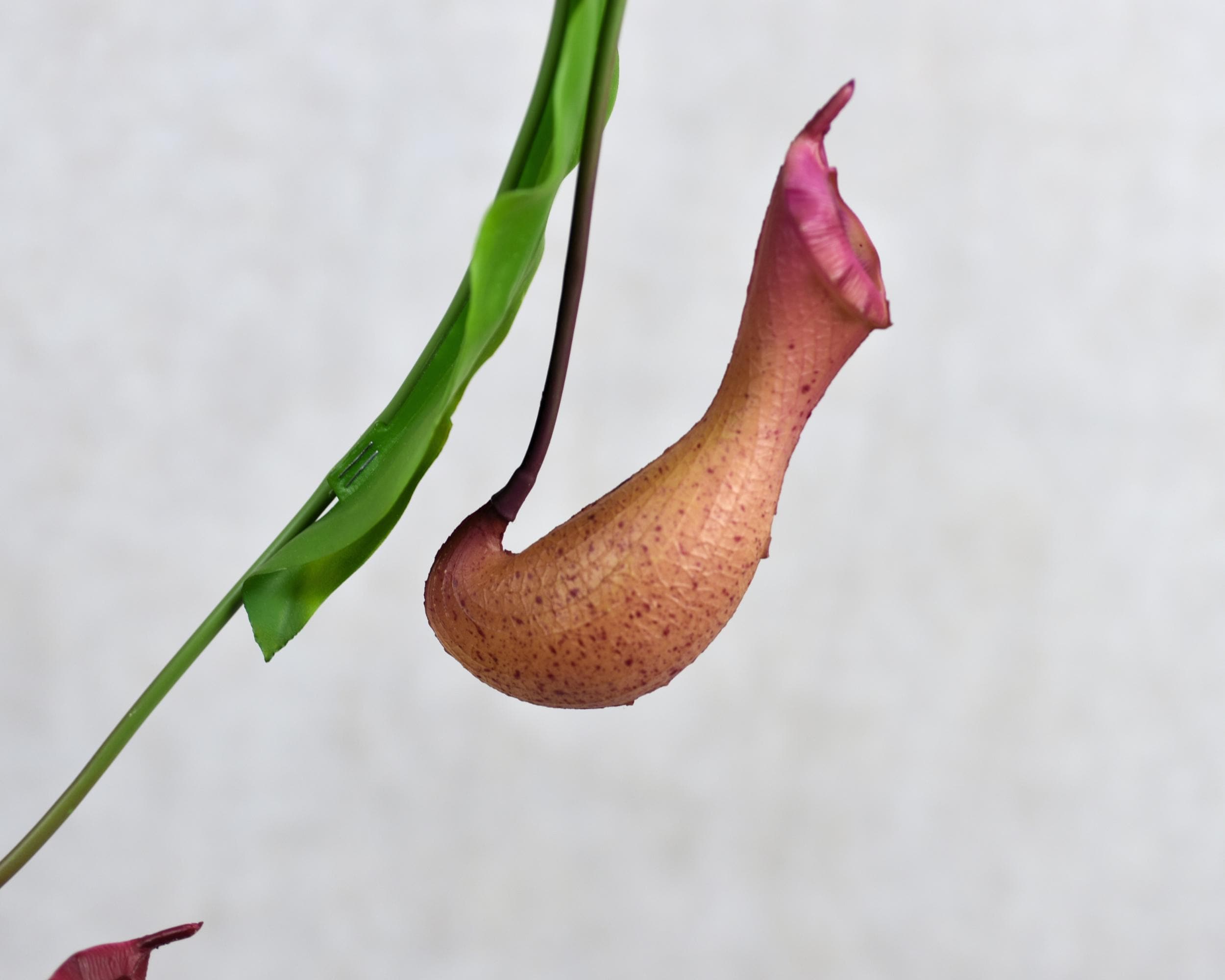 Artificial Purple Nepenthes Pitcher Plant - Realistic Faux Plant for ...