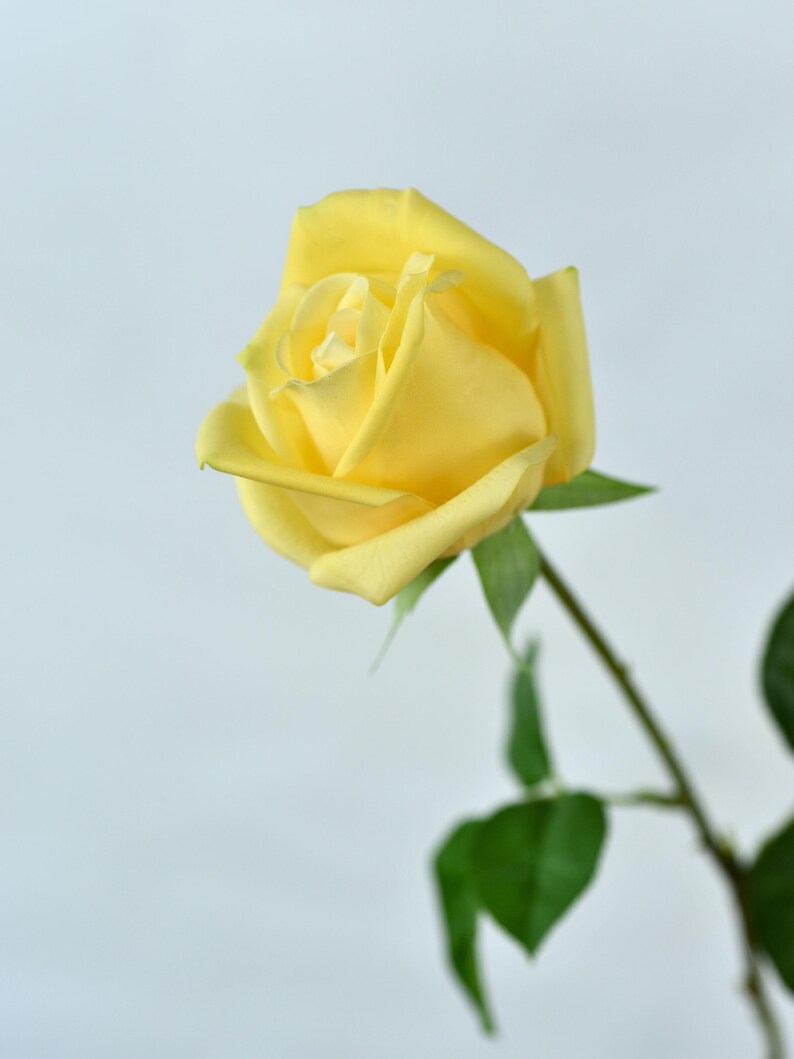 Faux Real Touch Pale Light Yellow Rose - Hight Quality Artificial ...