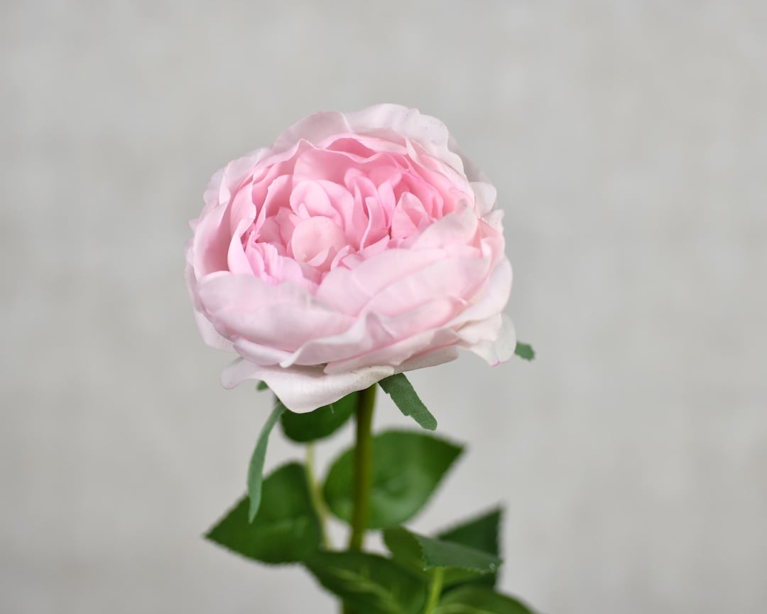 Real Touch Pink English Cabbage Rose Stem / David Austin Rose / Garden ...