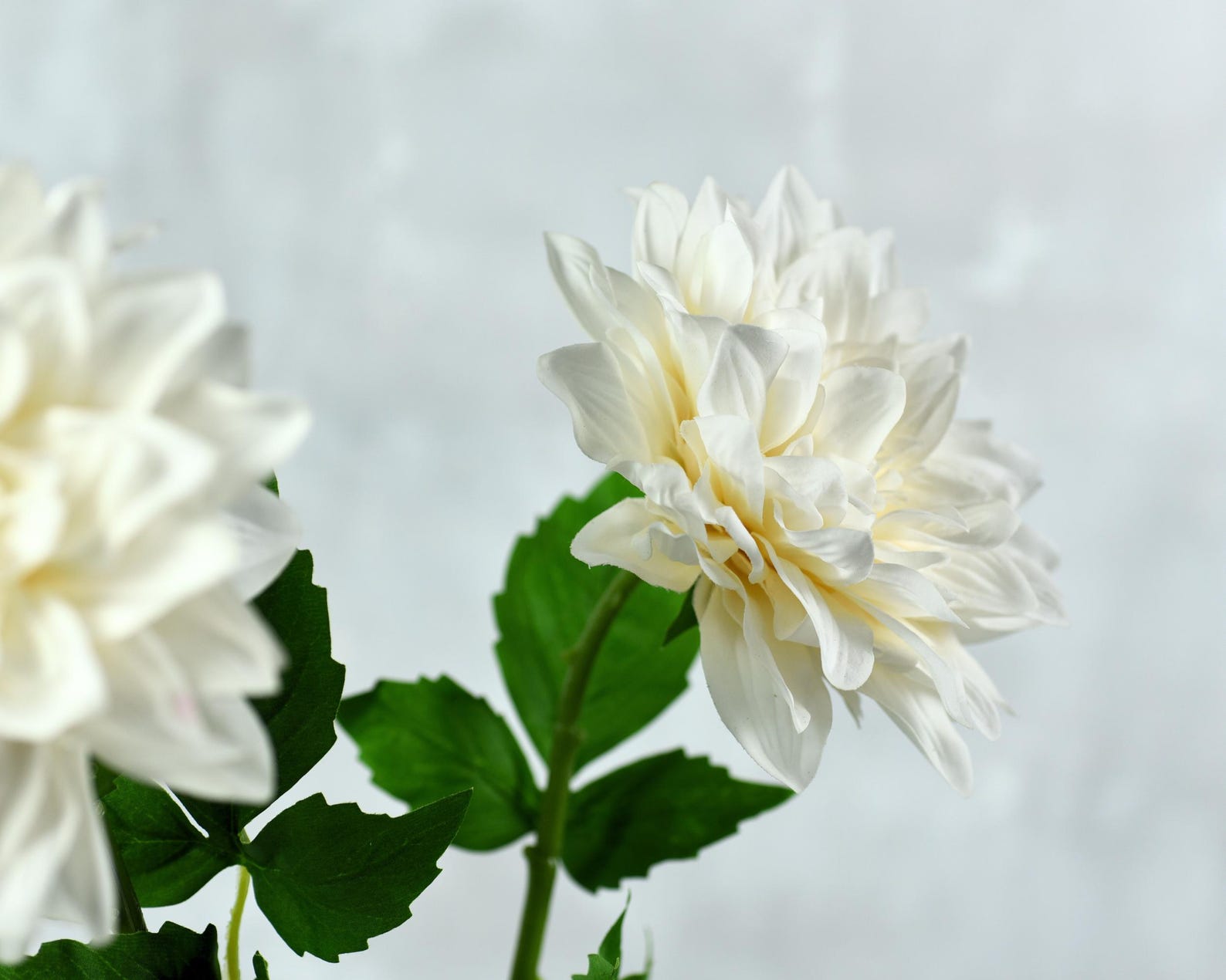 Real Touch White Dahlia Flower Stem - High Quality Faux Floral ...