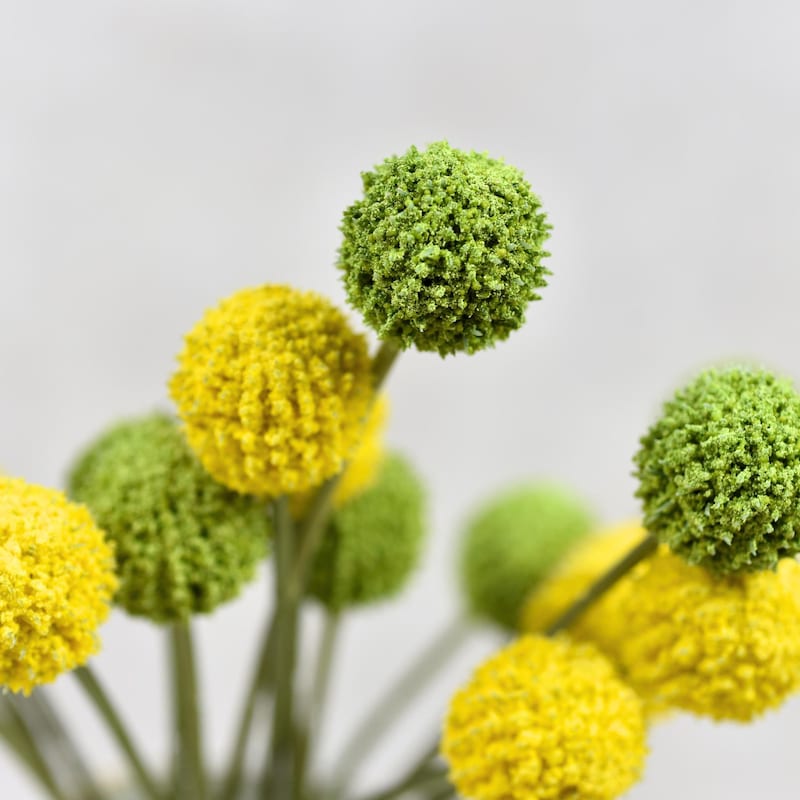 Billy Buttons - Etsy