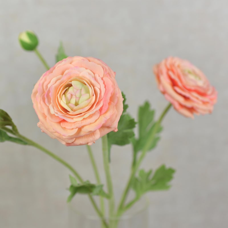 Peach Ranunculus - Etsy
