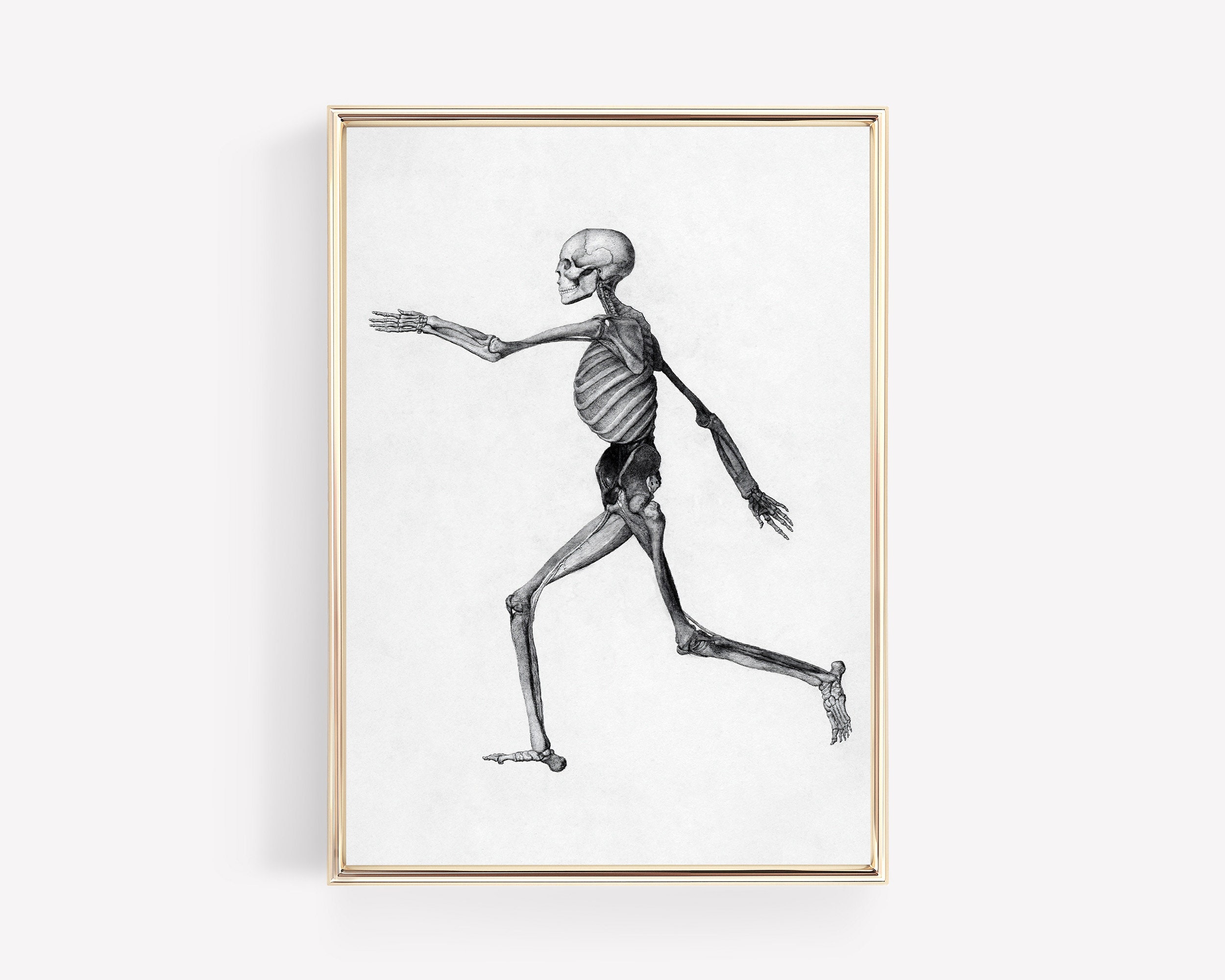 Vintage Human Skeleton Print | Bones, Skulls, Skeleton Wall Art ...